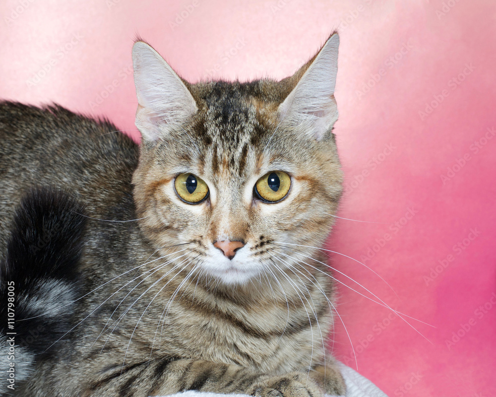 Brown Tabby Cat With Amber Eyes