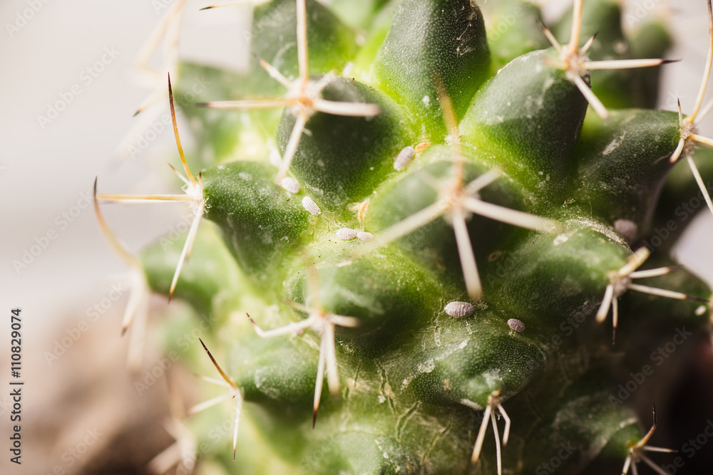 small white parasites on a cactus Stock Photo | Adobe Stock