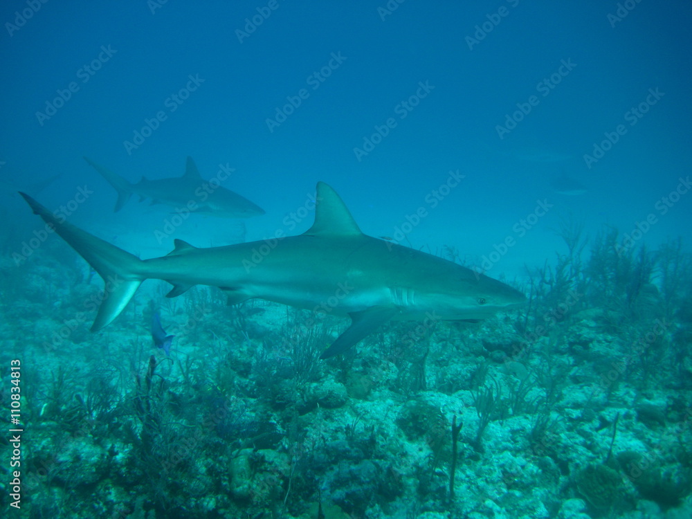 Karibischer Riffhai Stock-Foto | Adobe Stock