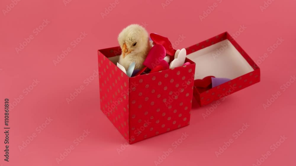 Valentines day gift box with cute little chicken in decorative hearts ...