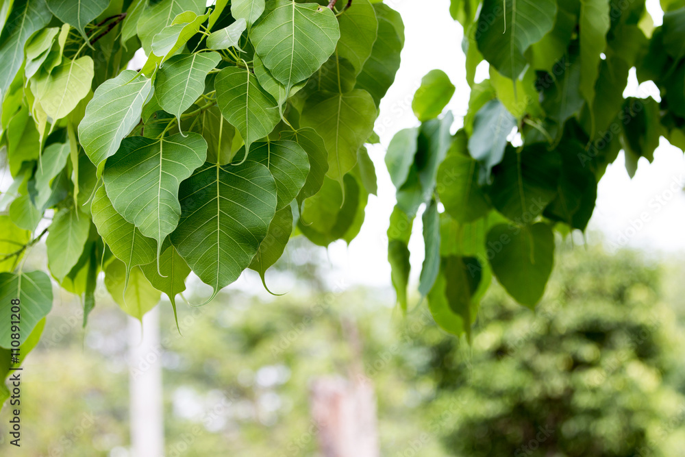 pipal tree leaves background Stock Photo | Adobe Stock