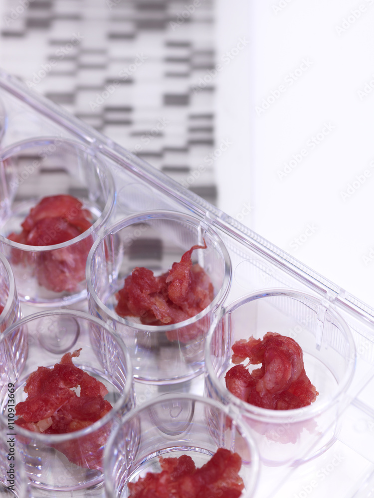 Samples of meat being DNA tested in food standards laboratory Stock ...