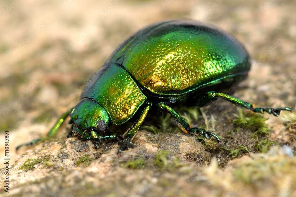 Iridescent Beetle