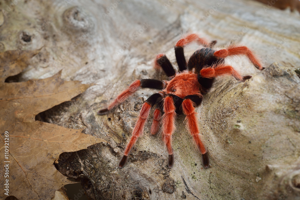 Birdeater tarantula spider Brachypelma boehmei in natural forest ...