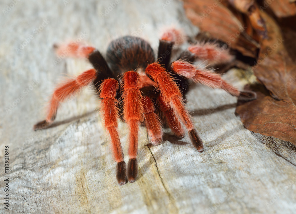 Birdeater tarantula spider Brachypelma boehmei in natural forest ...