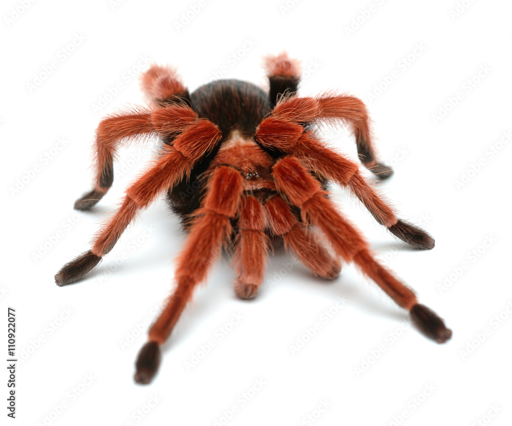 Birdeater tarantula spider Brachypelma boehmei isolated over white ...