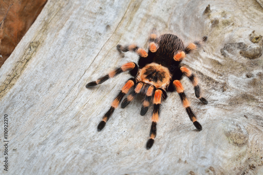 Birdeater tarantula spider Brachypelma smithi in natural forest ...