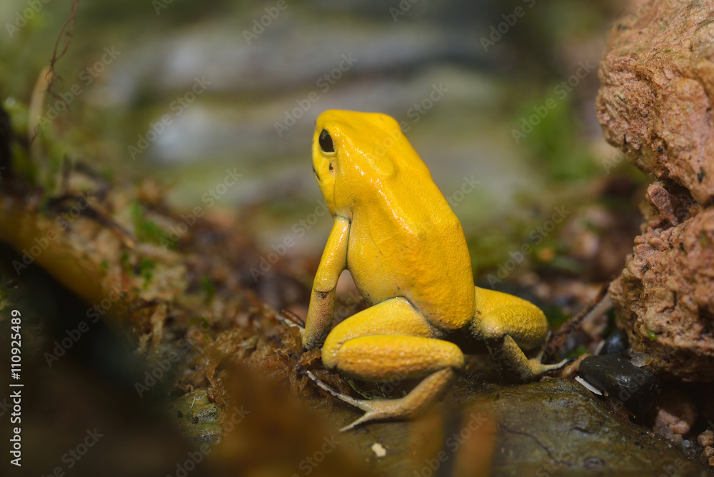 Golden Poison Dart Frog Habitat