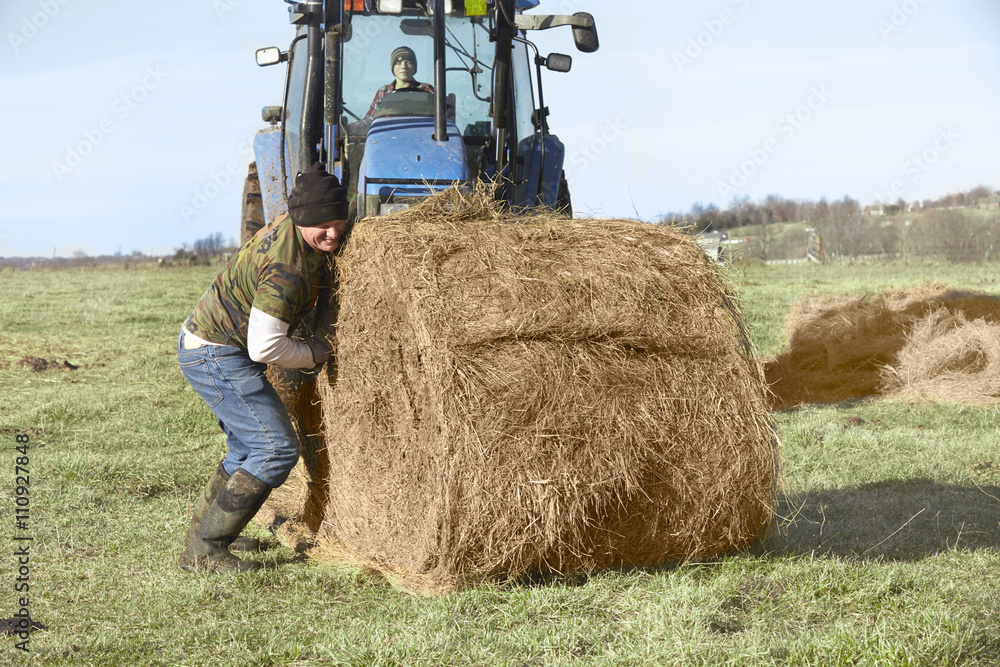 Mature farmer rolling hay stack in dairy farm field Stock Photo | Adobe ...
