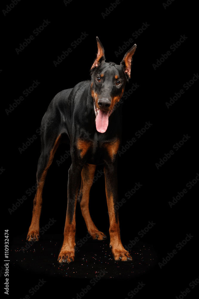Standing Dog Front View