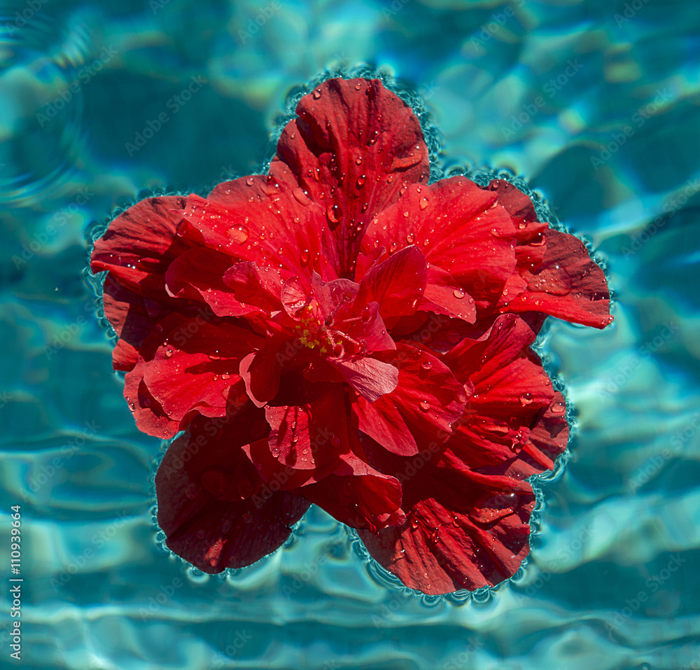 Red hibiscus flower floating in swimming pool Stock Photo | Adobe Stock