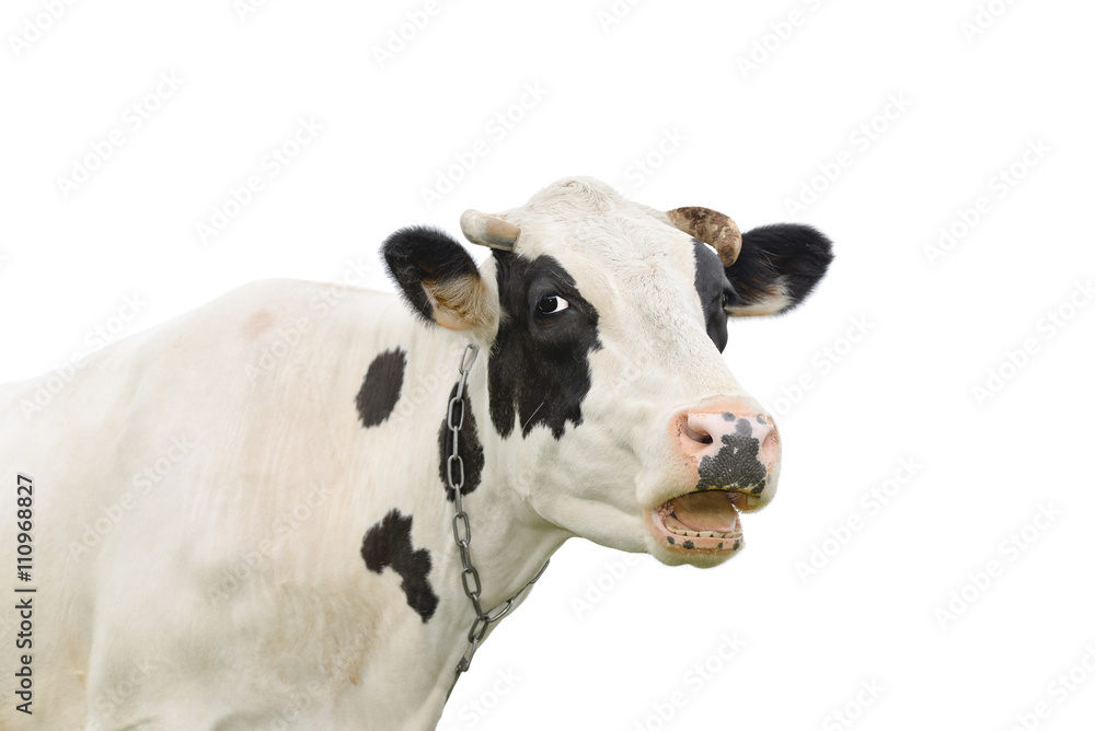 Funny cute talking cow isolated on white/ Funny cute talking cow ...