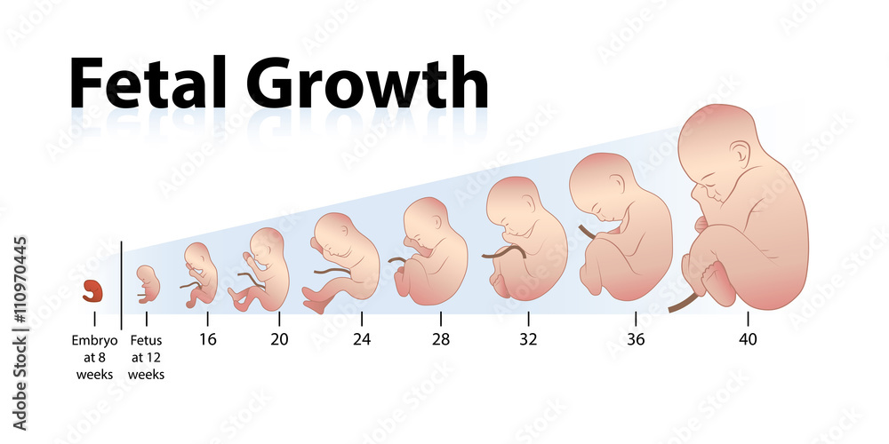 Fetal Growth Stock Vector | Adobe Stock