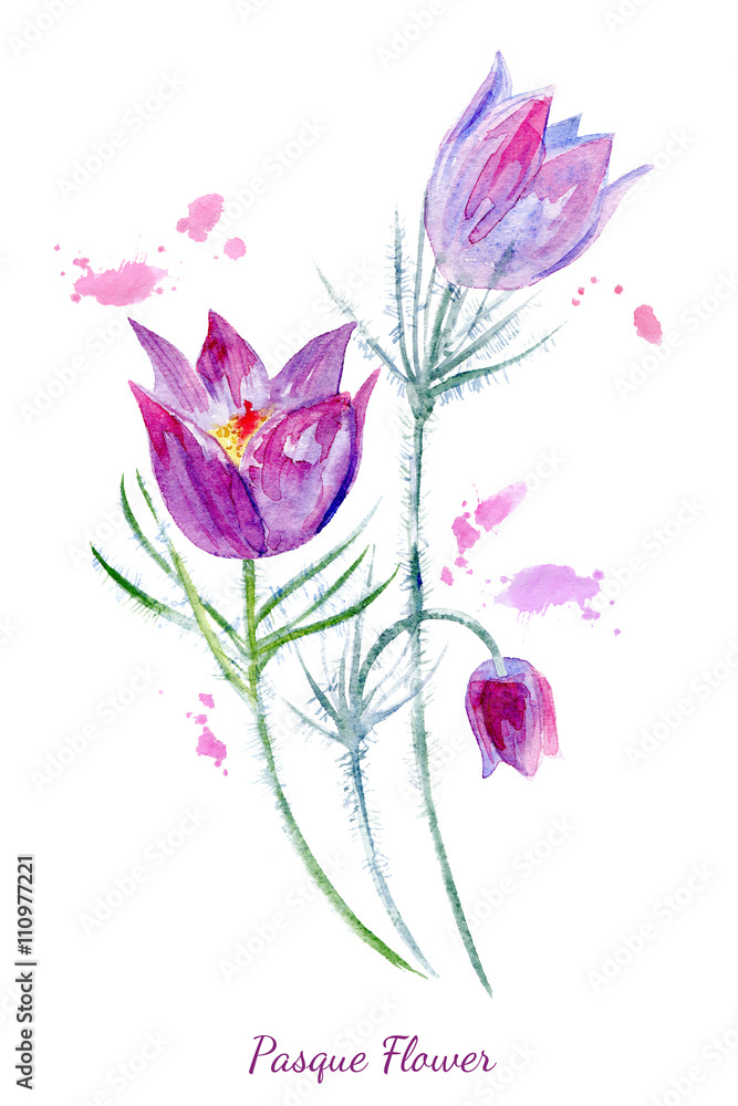 Pasque Flower Drawing
