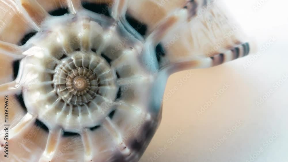Golden Mean Seen in the Spiral of a Shell. Close up showing the spiral ...