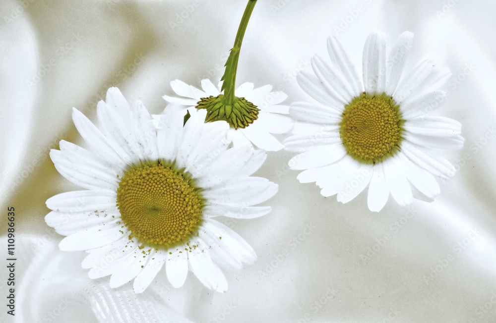 Wildblumen weisse Margeriten Stock-Foto | Adobe Stock
