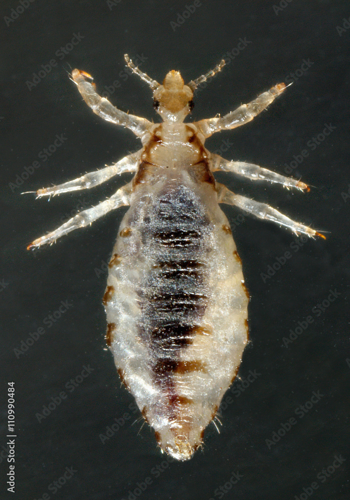 Dorsal view of a male body louse, Pediculus humanus var. corporis ...