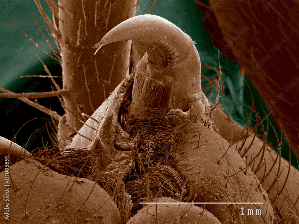 Fangs of Orb Weaver spider, Araneus sp SEM Stock Photo | Adobe Stock