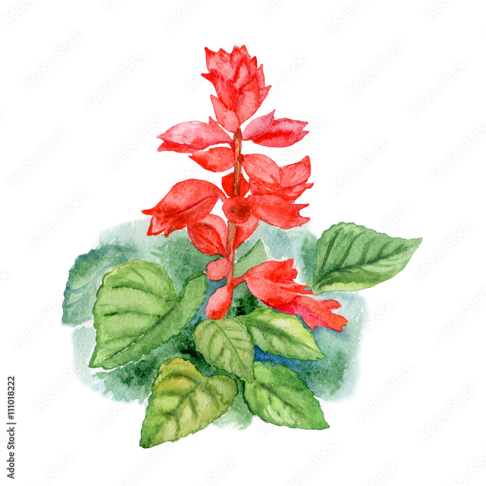 Salvia Flower Drawing