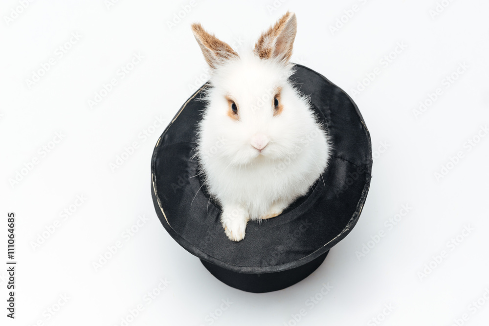 Rabbit in a hat Stock Photo | Adobe Stock