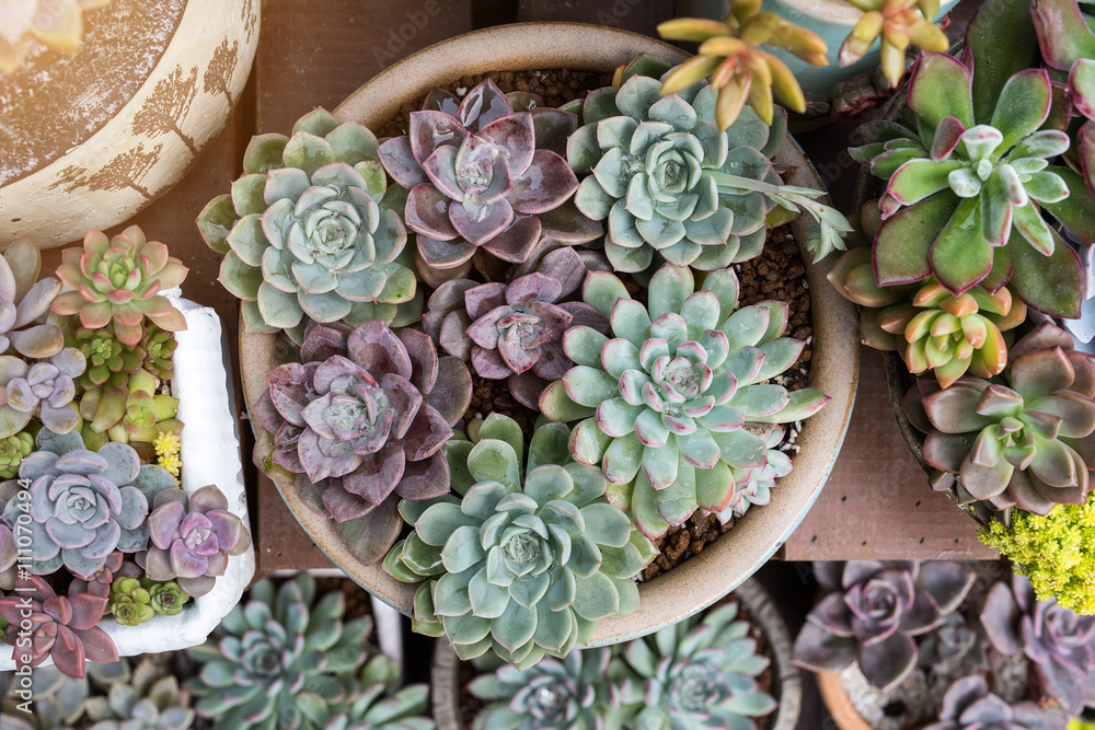 Miniature succulent plants Stock Photo | Adobe Stock