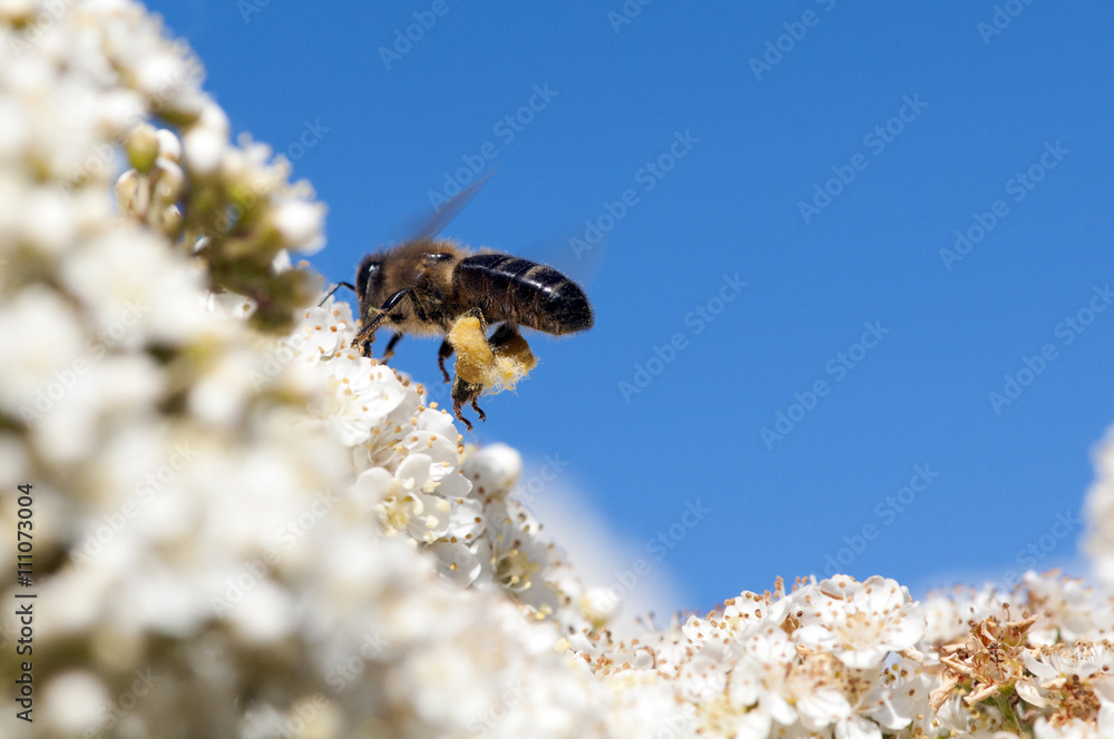 Abeille en vol qui butine du pollen, espèce en danger Stock Photo ...