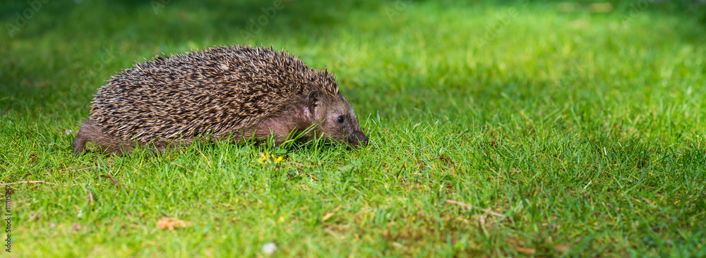 Igel Braunbrustigel (Erinaceus europaeus) auf einer Wiese im Frühling ...