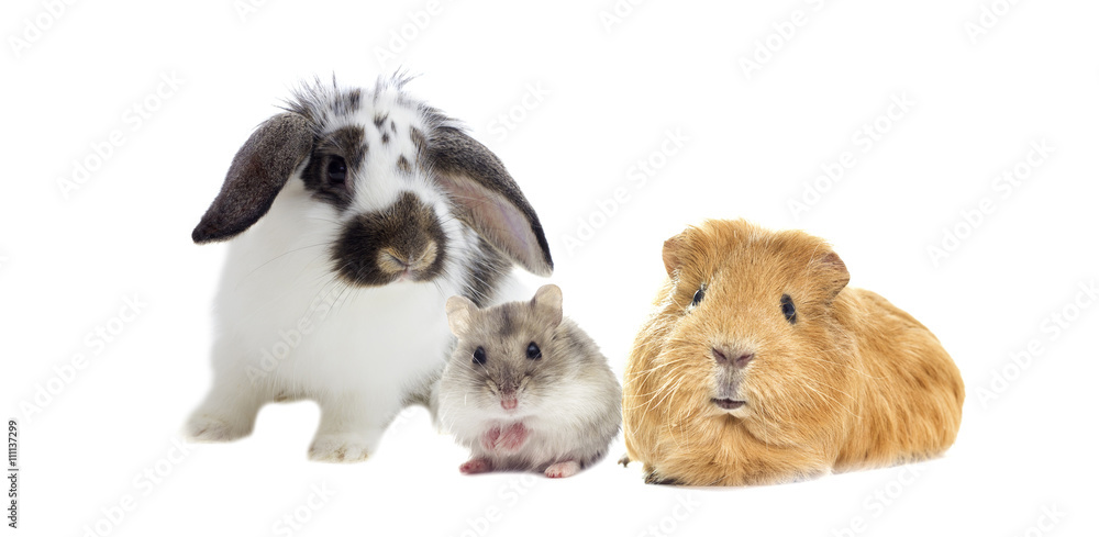 rabbit and the hamster and guinea pig looks Stock Photo | Adobe Stock