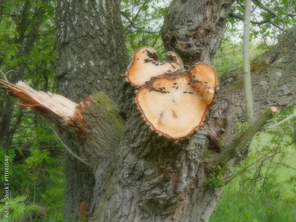 stump of tree of the trunk with annual rings Stock Photo | Adobe Stock