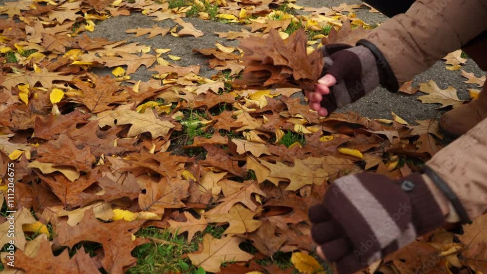 Woman in gloves gathering autumn leaves 4K. Stock Video | Adobe Stock