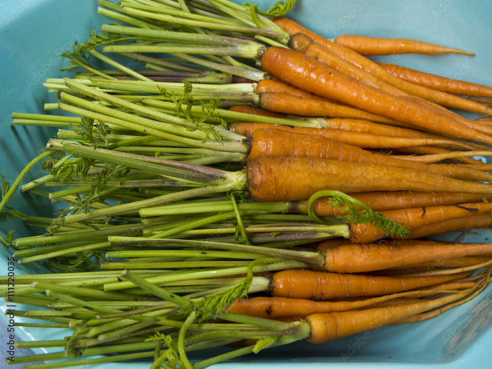 Baby carrots wash in water Stock Photo | Adobe Stock