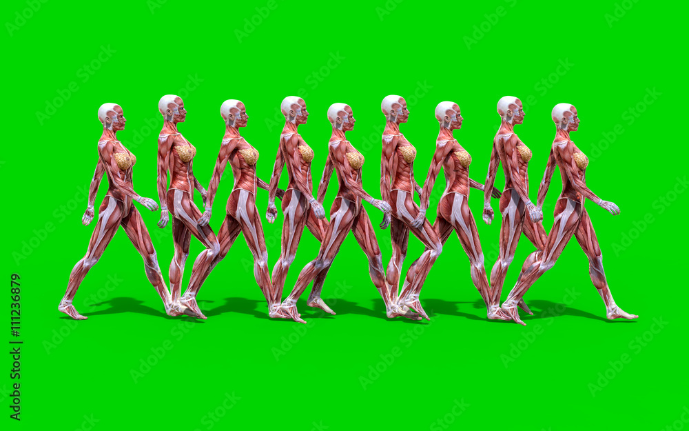 3D digital render of a walking female anatomy figure with muscles map ...