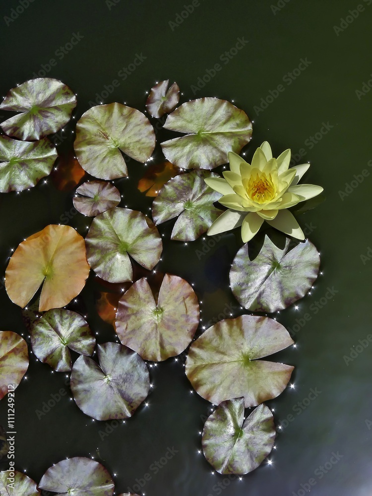 nenúfar , plantas acuáticas con flores que crecen en lagos, lagunas ...