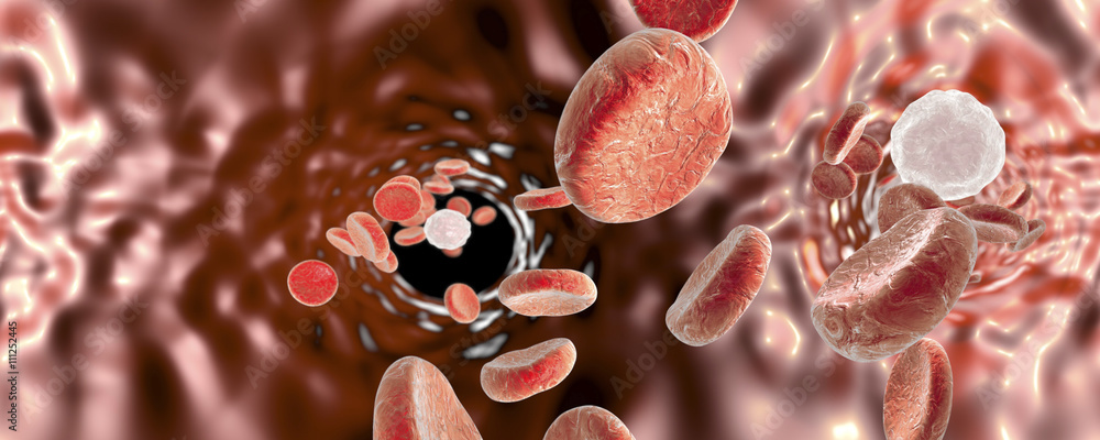 Panorama 360 degree view inside blood vessel, red blood cells and white ...
