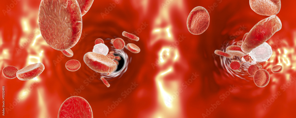 Panorama 360 degree view inside blood vessel, red blood cells and white ...