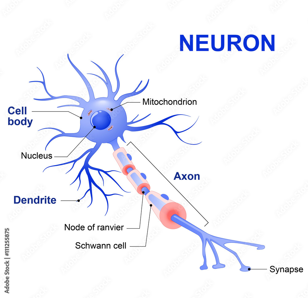 Structure of a typical neuron เวกเตอร์สต็อก | Adobe Stock