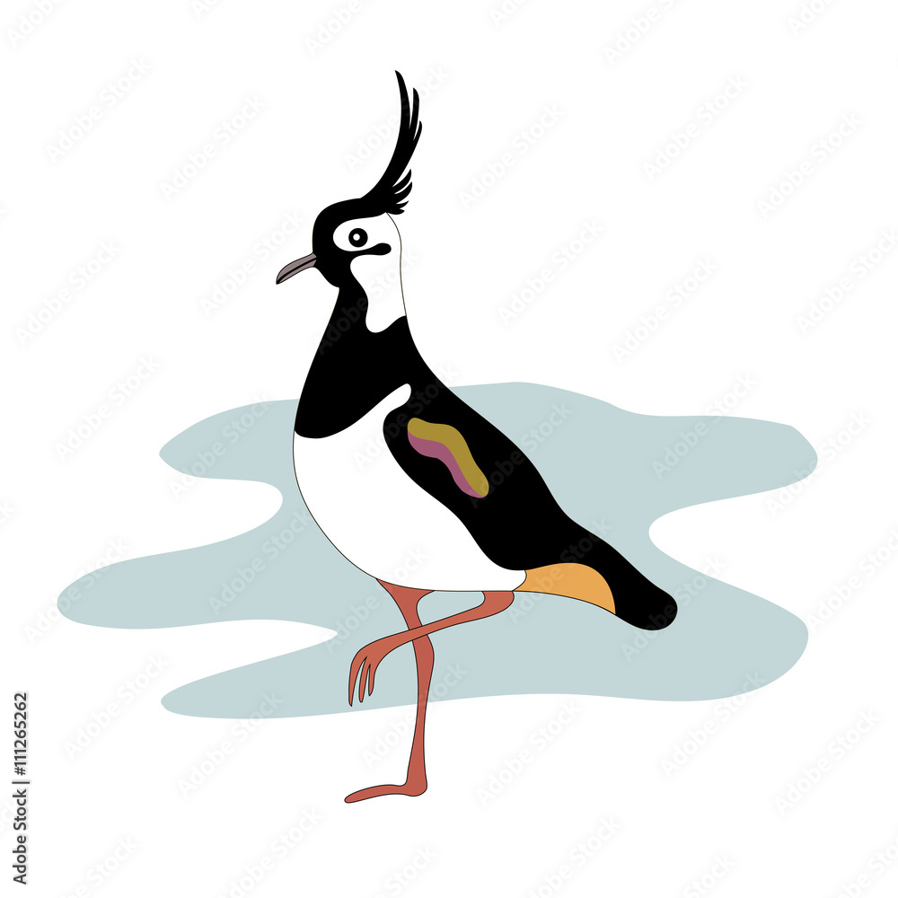 Lapwing bird Stock Vector | Adobe Stock