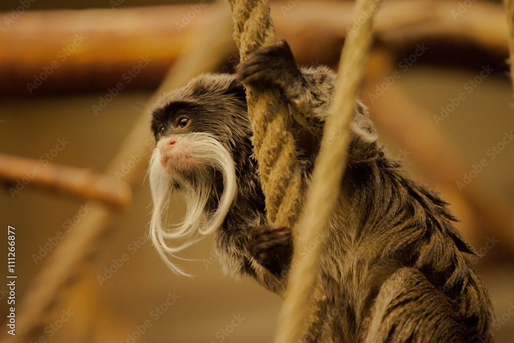 Der Affe, Wilhelma Zoo in Stuttgart Photos | Adobe Stock
