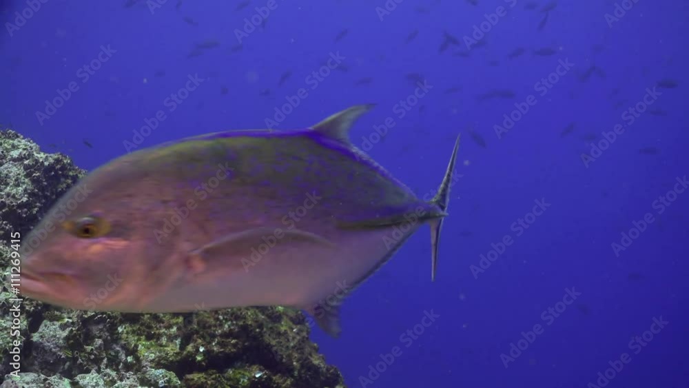 School Tuna fish swims over rocky reef and in blue sea, Caribbean Cocos ...