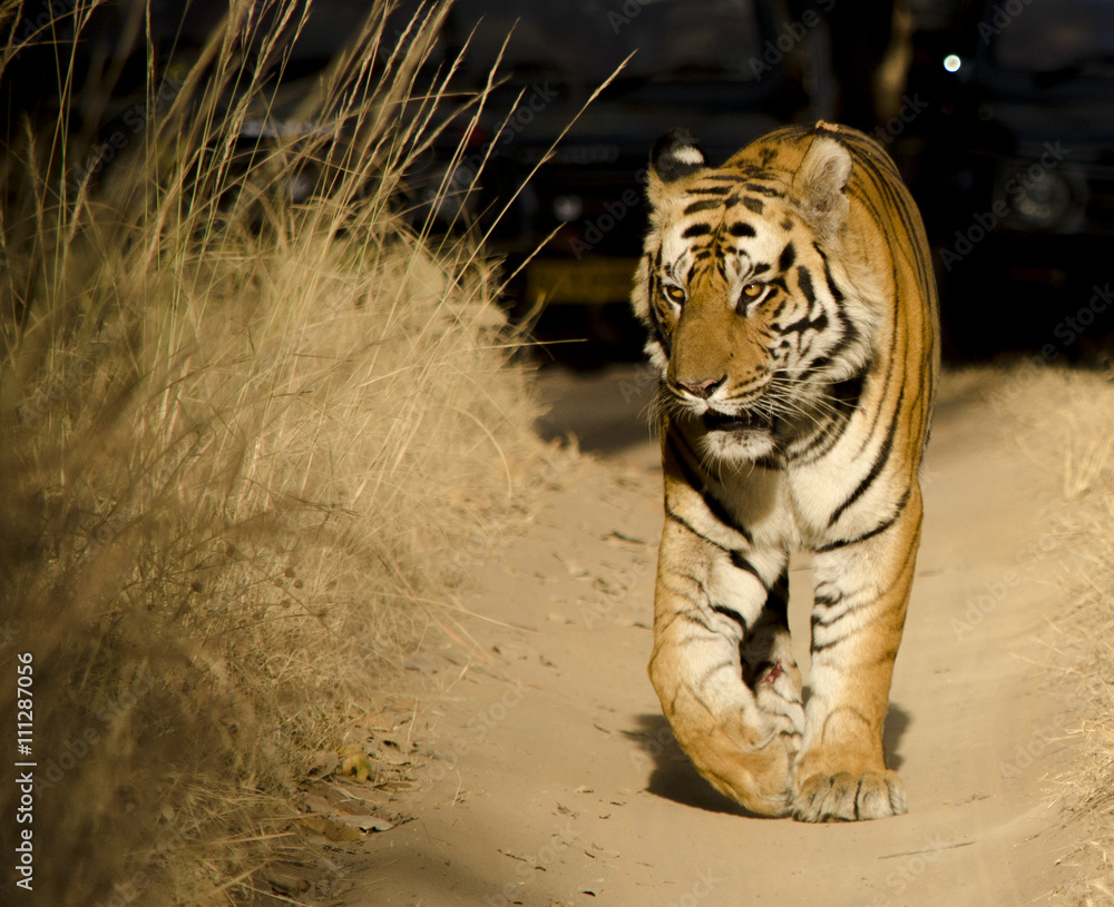 Male Bengal Tiger Names