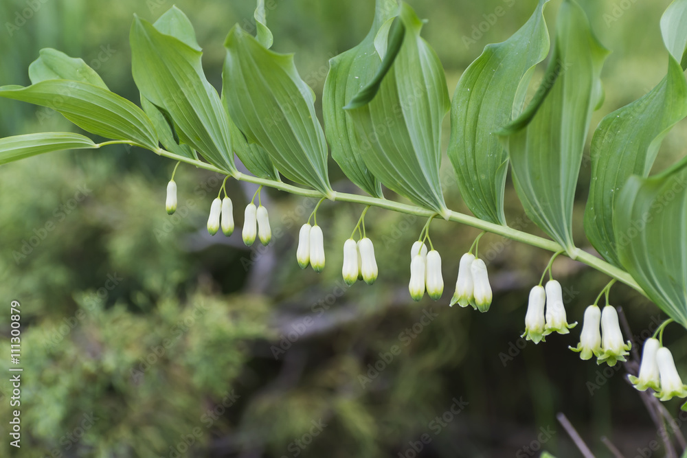 Polygonatum multiflorum Stock Photo | Adobe Stock