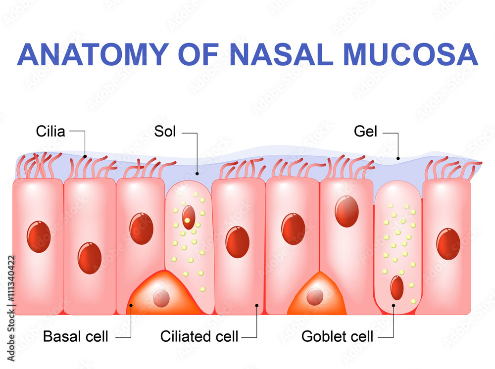 Nasal mucosa cells Stock Vector | Adobe Stock