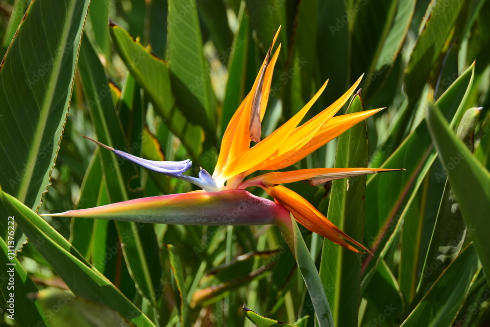 Strelizie Stock-Foto | Adobe Stock