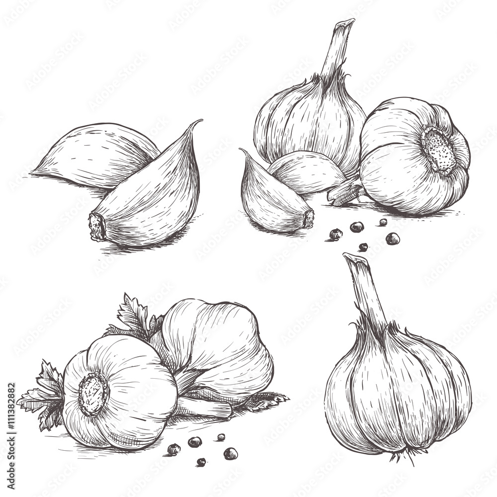 Vector hand drawn set of garlic. Herbs and spices sketch illustration ...