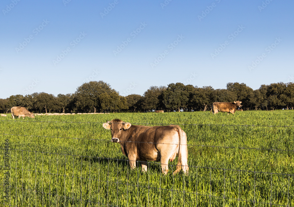 vaca pastando en el campo foto de Stock | Adobe Stock