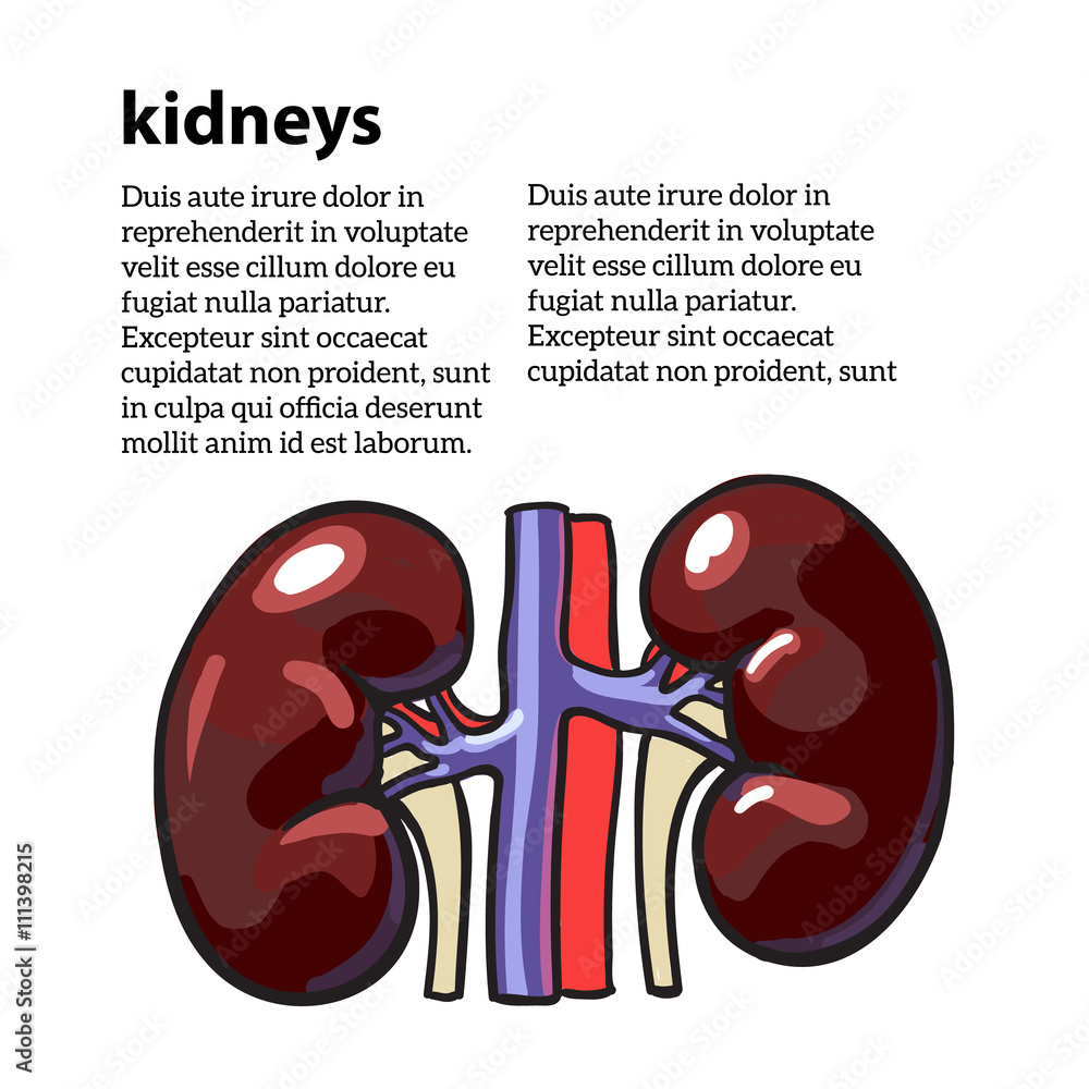 Human Body Organs Kidneys