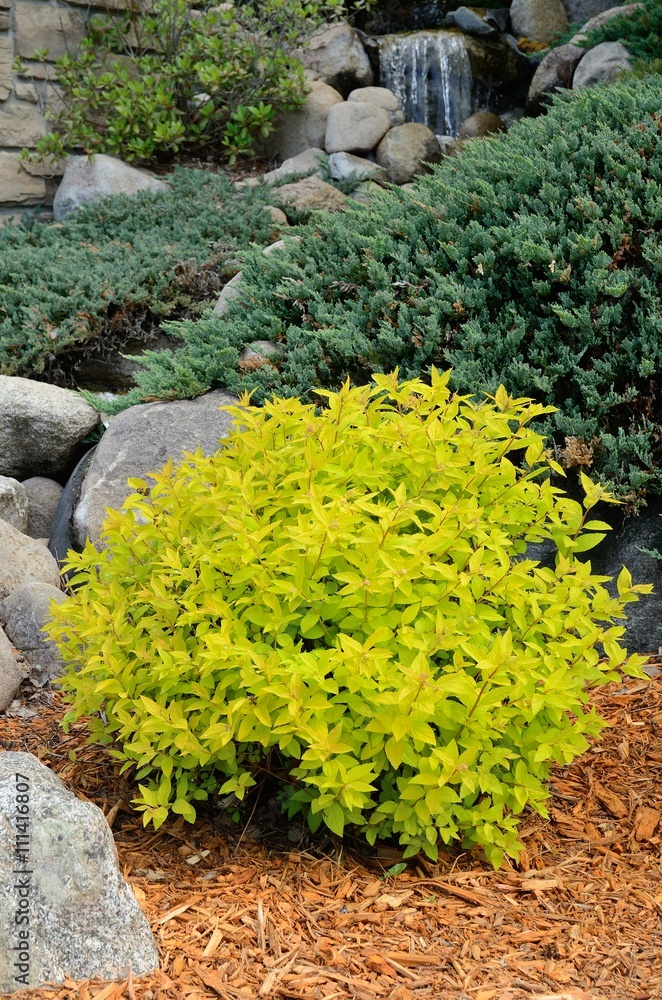 Gold Mound Spirea Landscaping Shrub Stock Photo | Adobe Stock