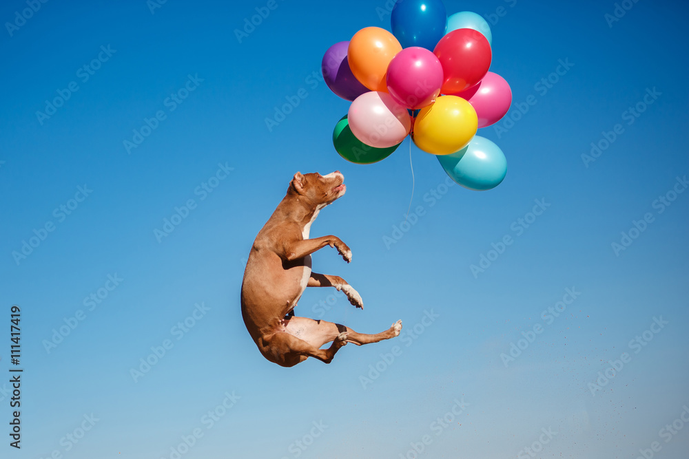 American staffordshire terrier dog jumps in the air to catch flying ...