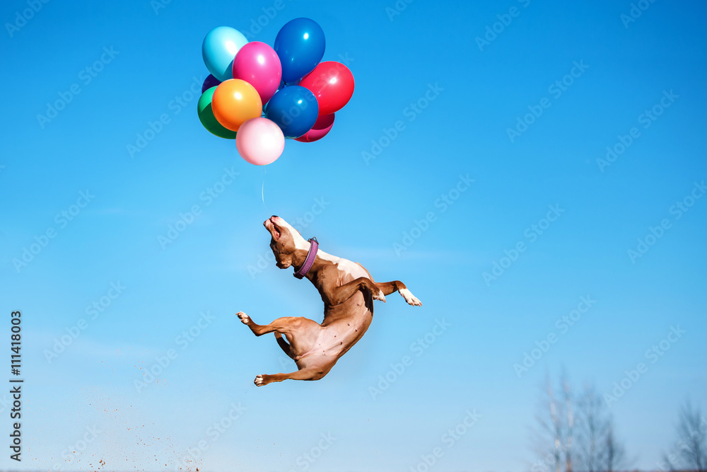American staffordshire terrier dog jumps in the air to catch flying ...