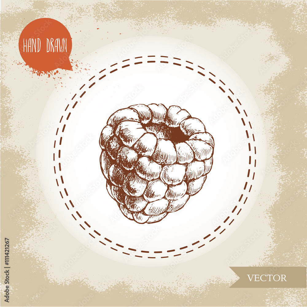 Hand drawn raspberry isolated on vintage background.Retro sketch style ...
